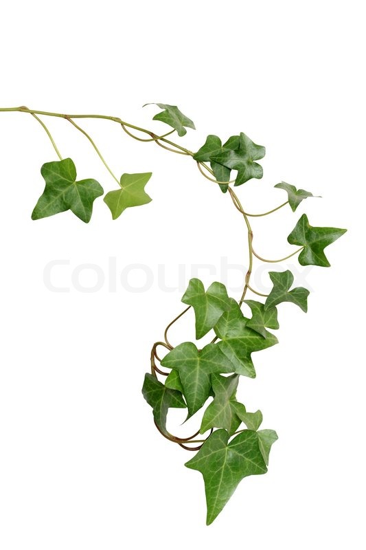Ivy Wallpaper with White Background - WallpaperSafari