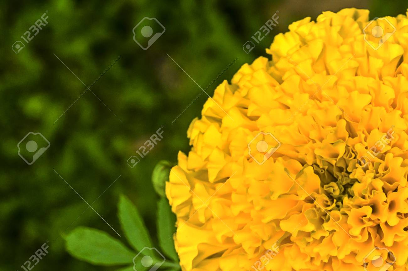🔥 [40+] Marigold Background | WallpaperSafari