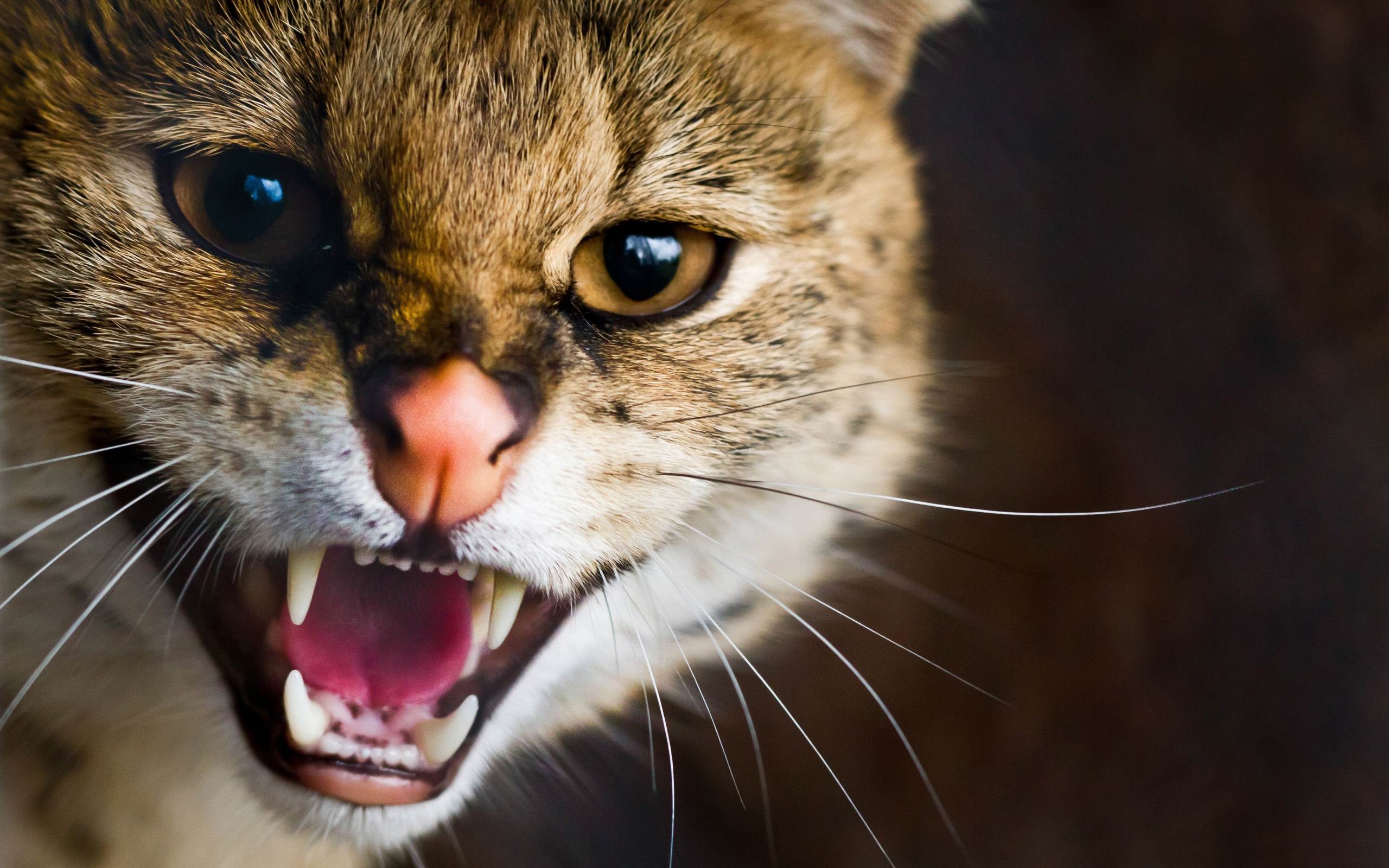 Angry Cat Free Desktop Wallpaper WallpaperSafari Angry Cat Free Desktop Wallpaper WallpaperSafari