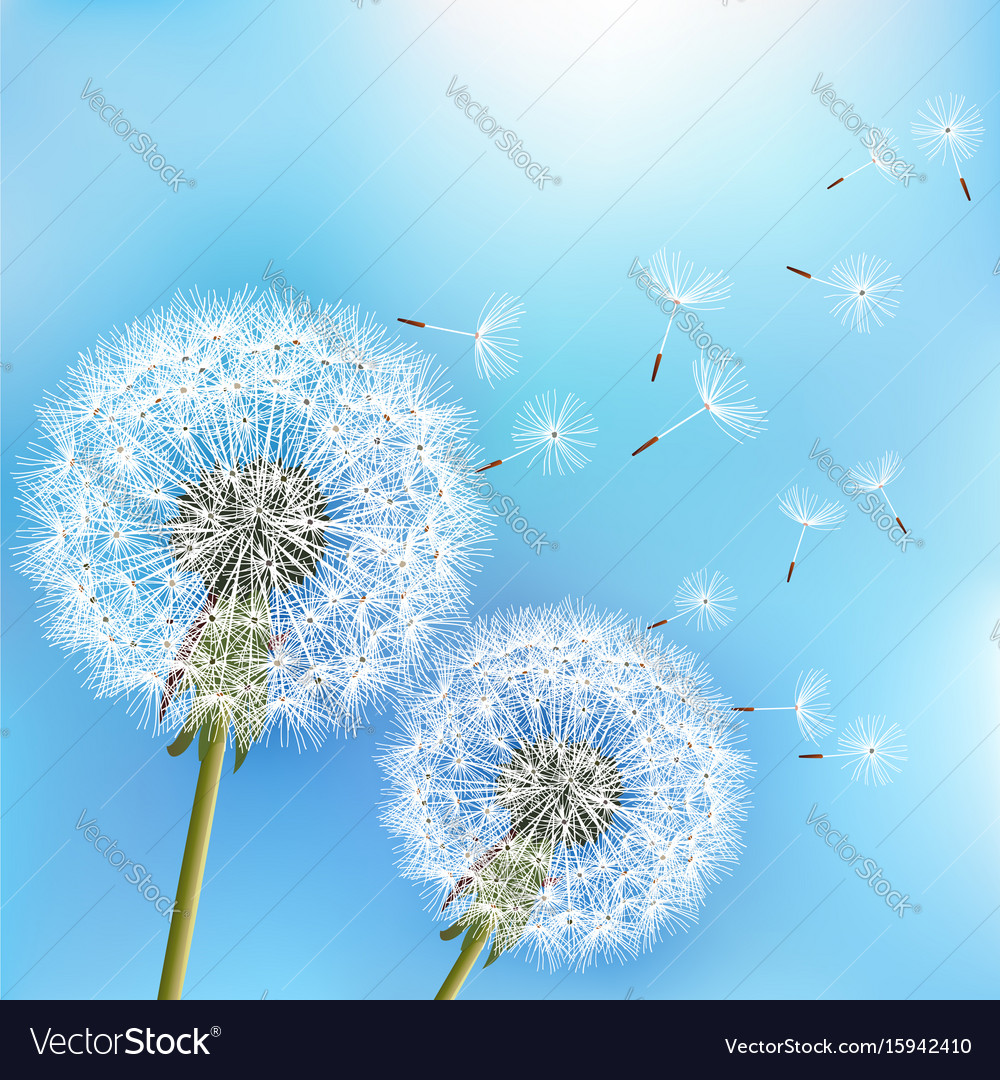 🔥 [51+] Dandelions Background | WallpaperSafari