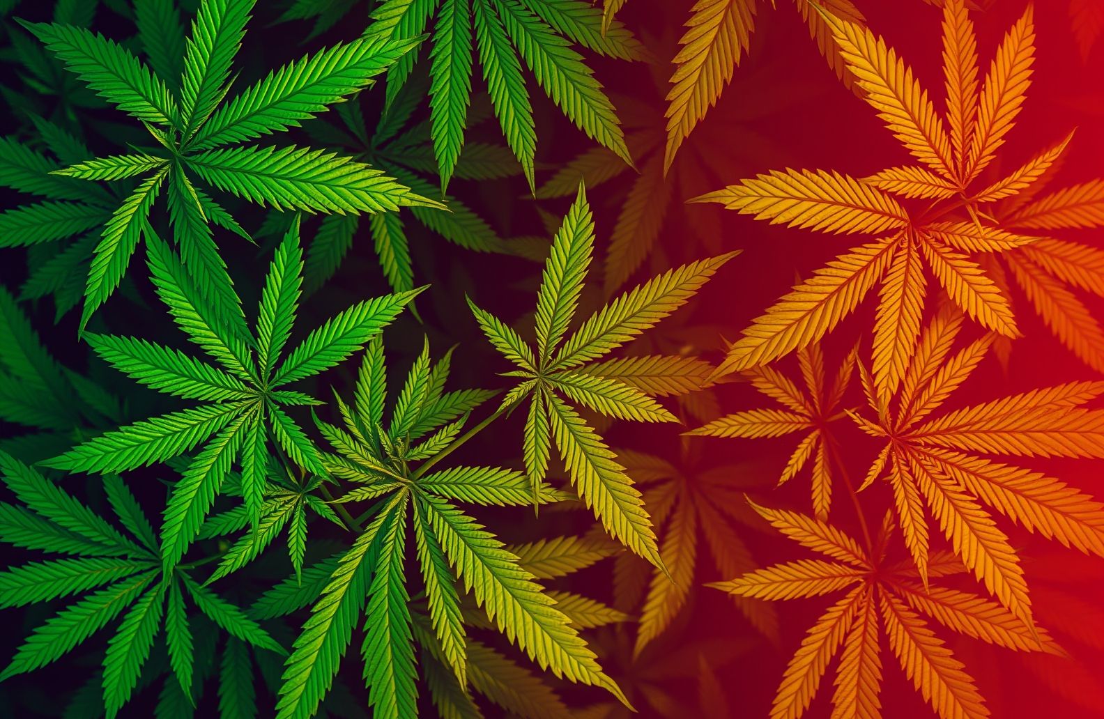 Weed Wallpaper Hd 1920 2151200