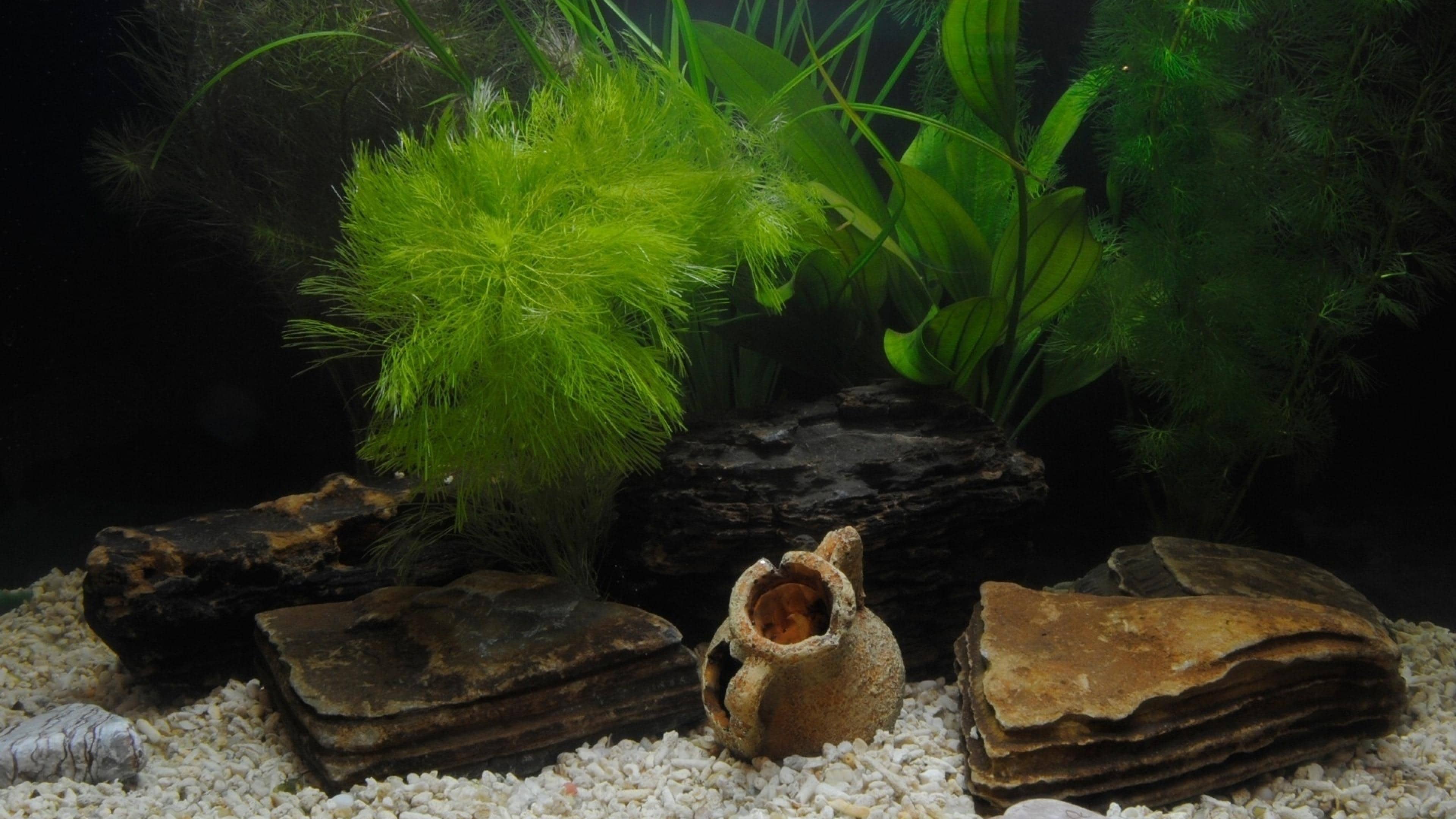 🔥 Free Download Fish Tank Wallpaper by @shawnmathews | WallpaperSafari