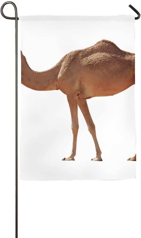 🔥 Free Download Amazon Ehakb Davis Relev X Inch Arabian Camel by ...