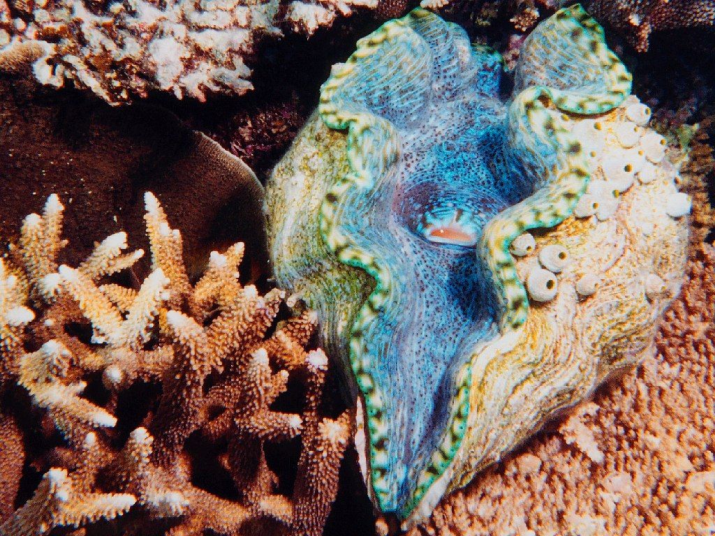 🔥 Free Download Clam Shell Wallpaper by @sarahood | WallpaperSafari