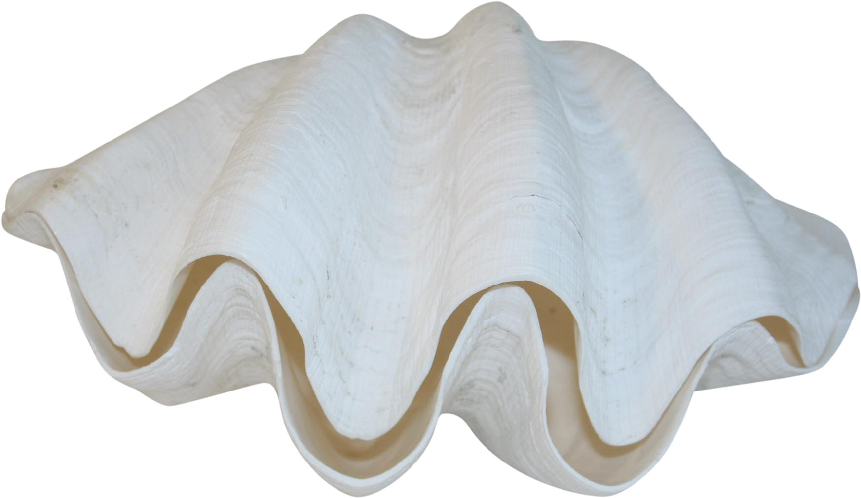 🔥 Free Download Giant Clam Shell Isolated Wallpaper by @sarahood ...