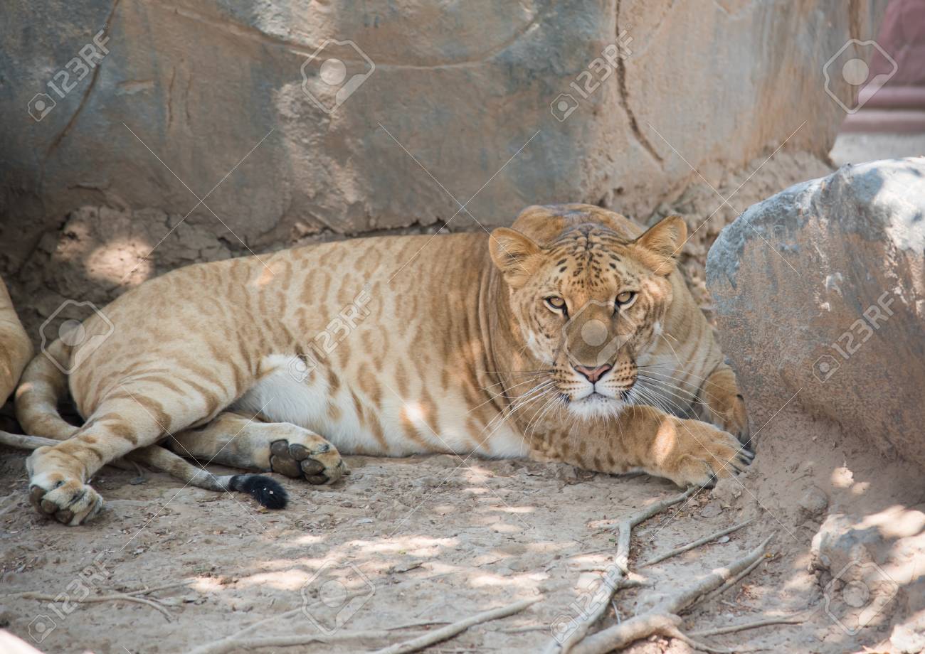 Wallpaper Ligers Original