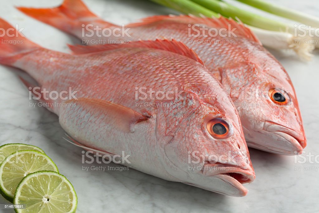 [11+] Snapper Wallpapers | WallpaperSafari