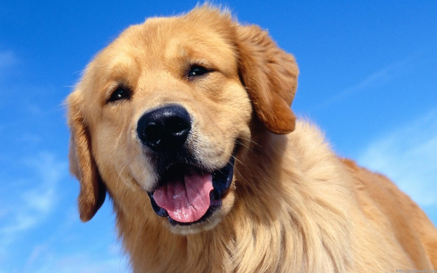 🔥 [50+] Beautiful Dogs Wallpapers HD | WallpaperSafari