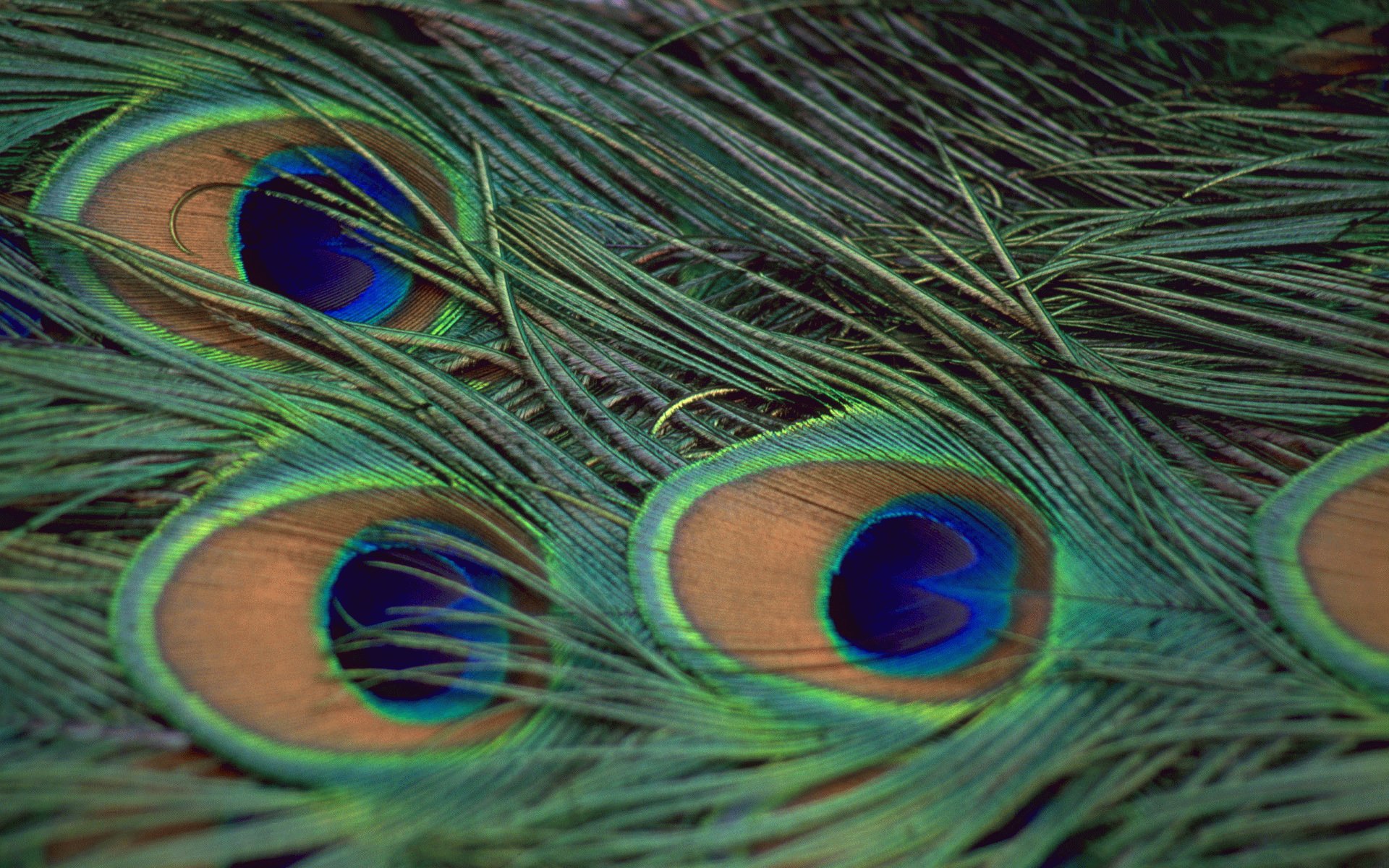 free-download-wallpapers-in-hdcomphotofree-wallpaper-for-desktop