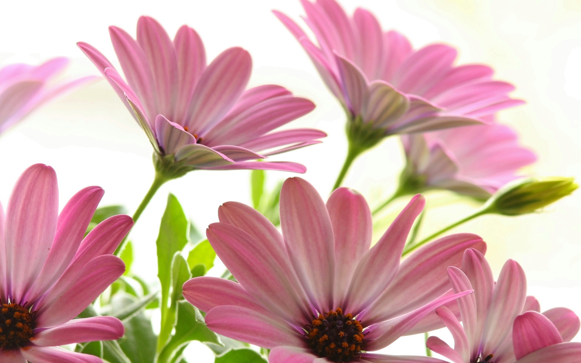 🔥 [50+] Daisy Wallpapers | WallpaperSafari