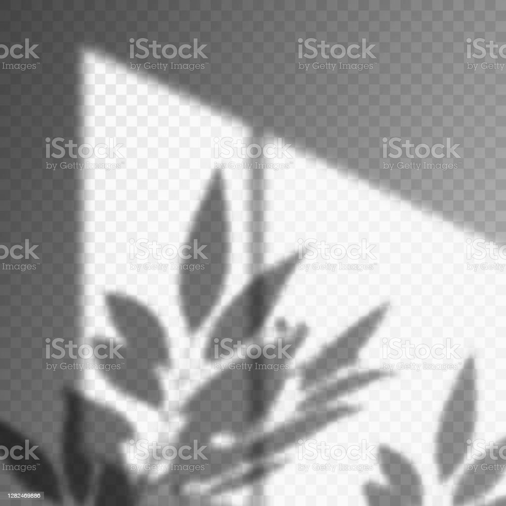 [21+] Plant Shadow Wallpapers | WallpaperSafari