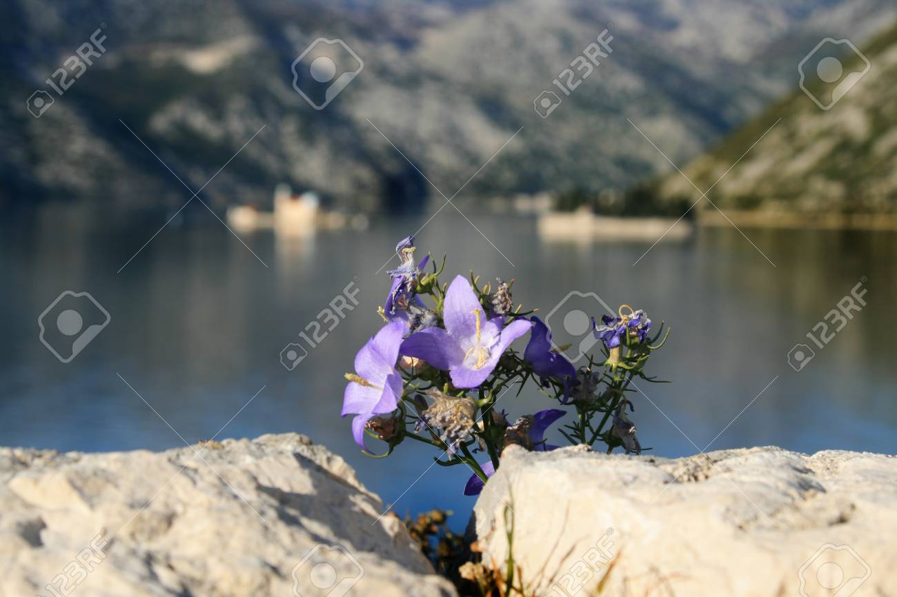 🔥 [31+] Boka Background | WallpaperSafari