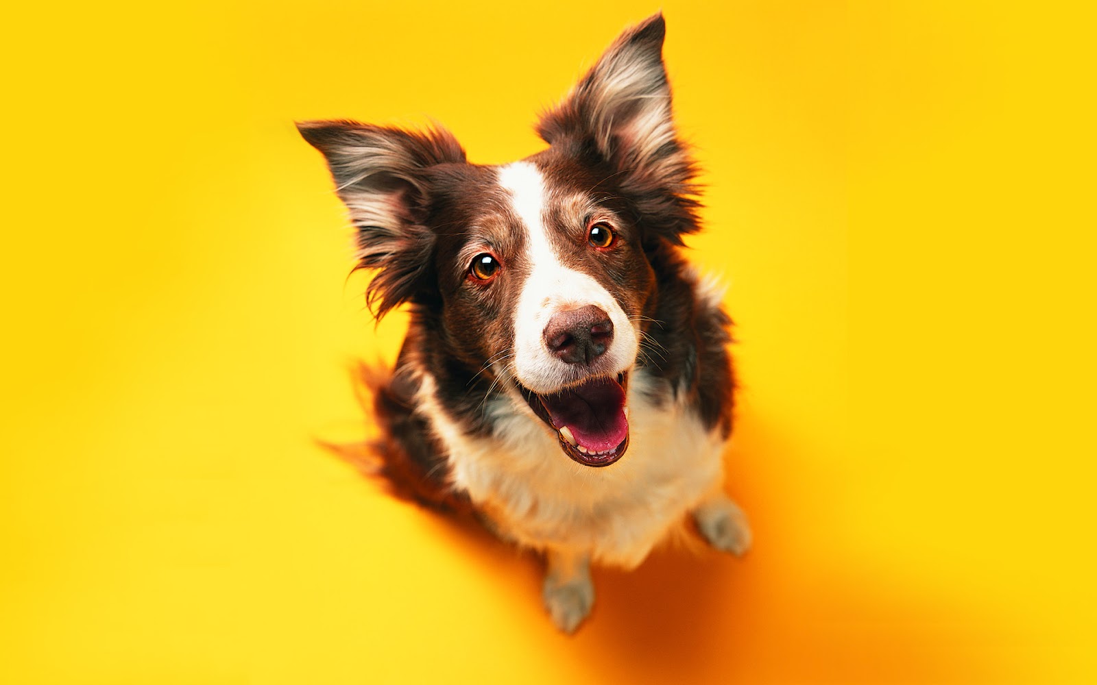 Free Download Wallpaper Collections Funny Cats Dogs Wallpapers Free Download Wallpaper Collections Funny Cats Dogs Wallpapers