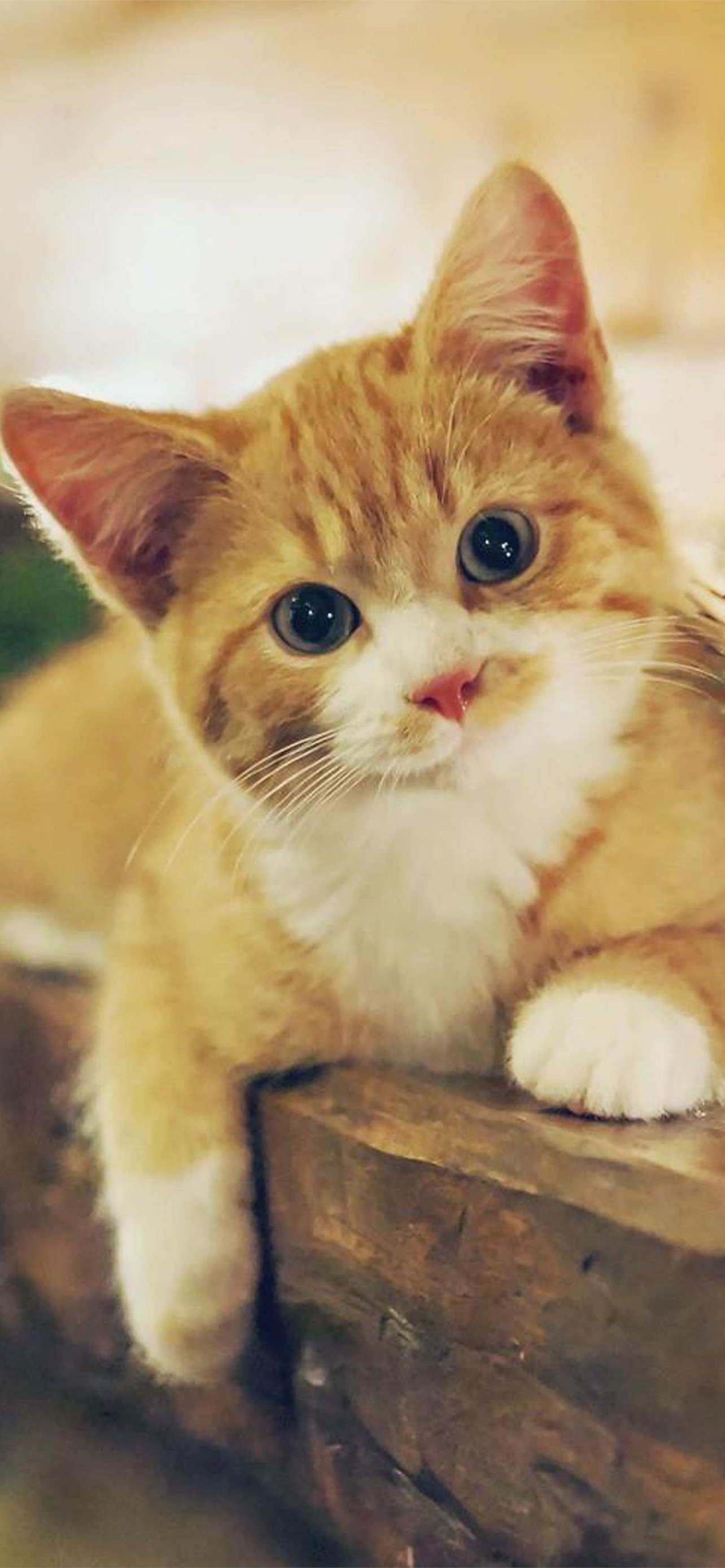 🔥 Free Download Picture Of Cats Iphone Wallpaper by @kerrya46 ...