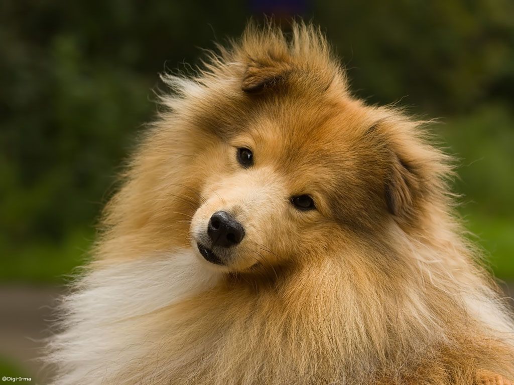 🔥 [40+] Sheltie Desktop Wallpapers | WallpaperSafari
