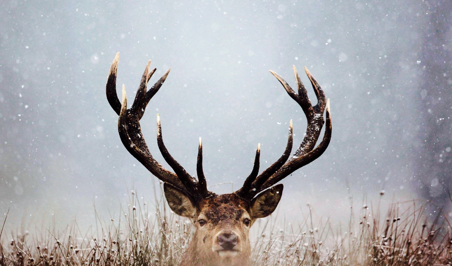 🔥 Free Download Best Stag Wallpaper by @rogersimmons | WallpaperSafari