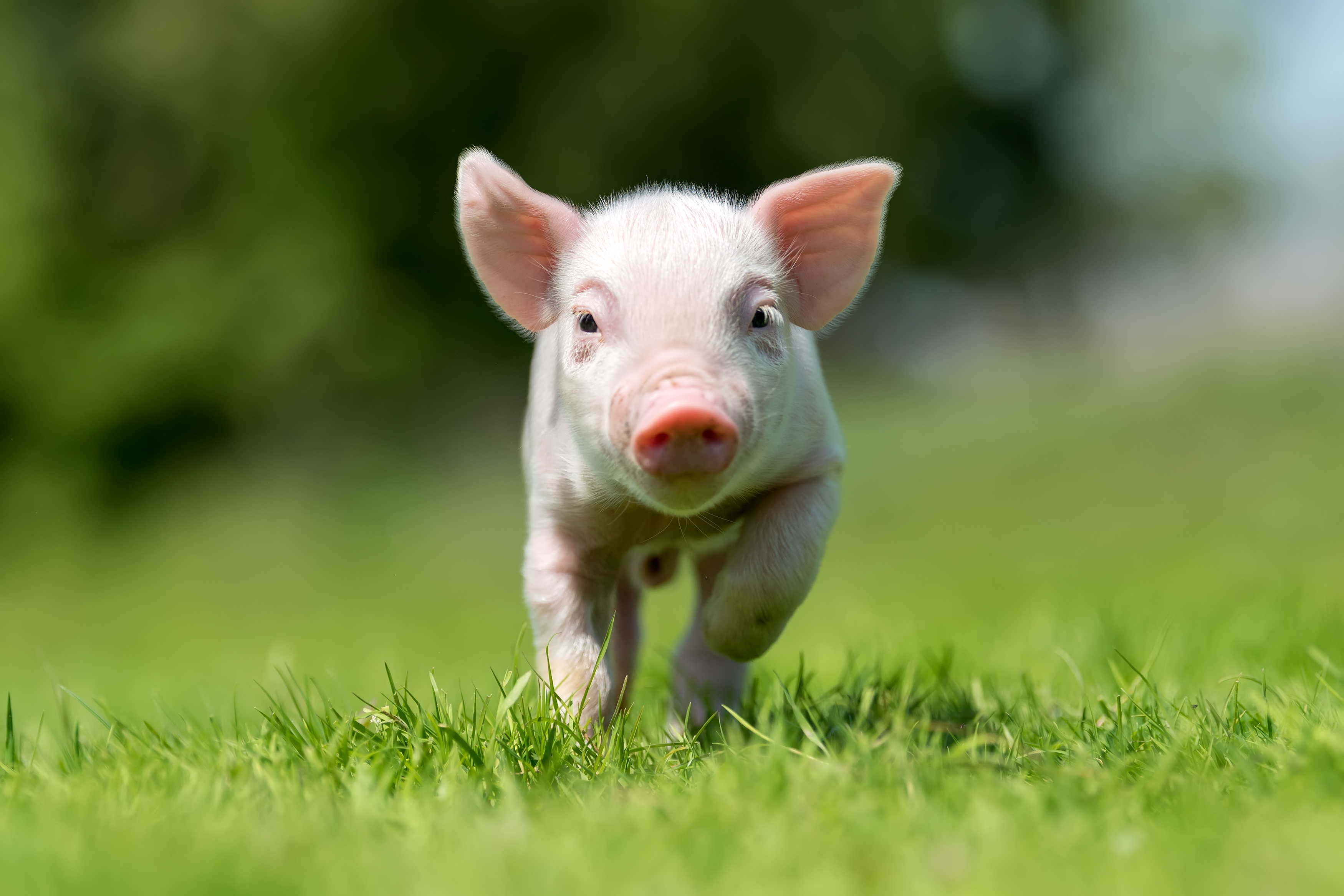 🔥 [40+] Pig Wallpapers | WallpaperSafari