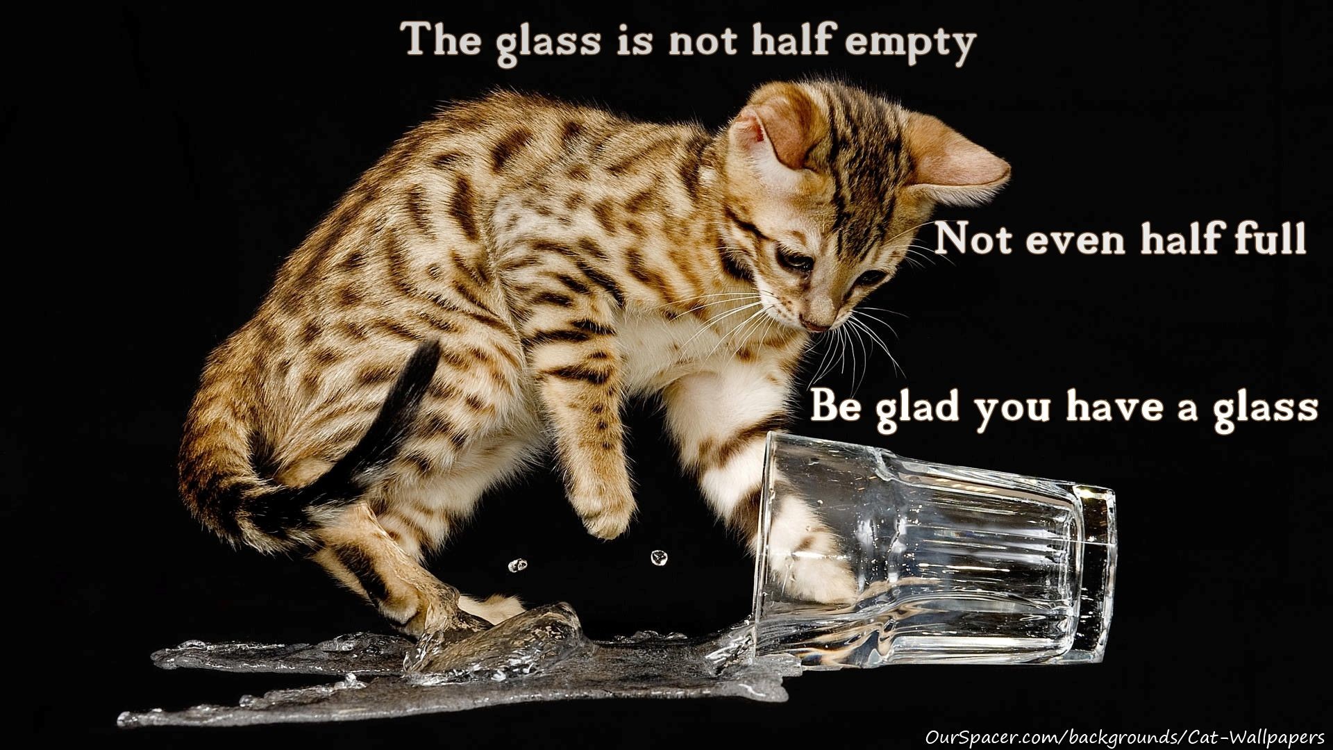 🔥 [50+] Lolcat Wallpapers | WallpaperSafari