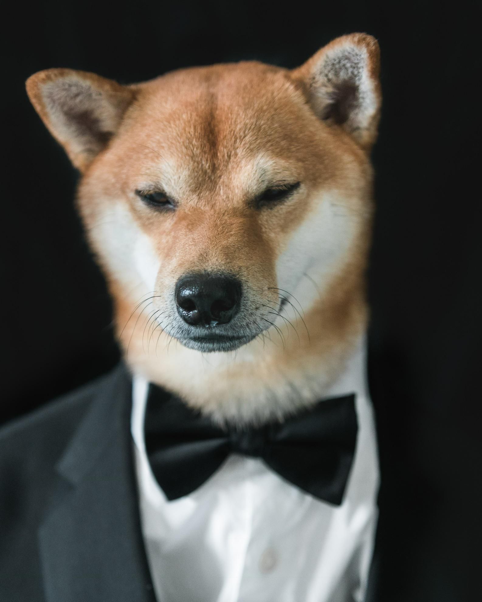 🔥 Free Download On Yaaaaaaaa In Shiba Inu Photo by @dcruz | WallpaperSafari