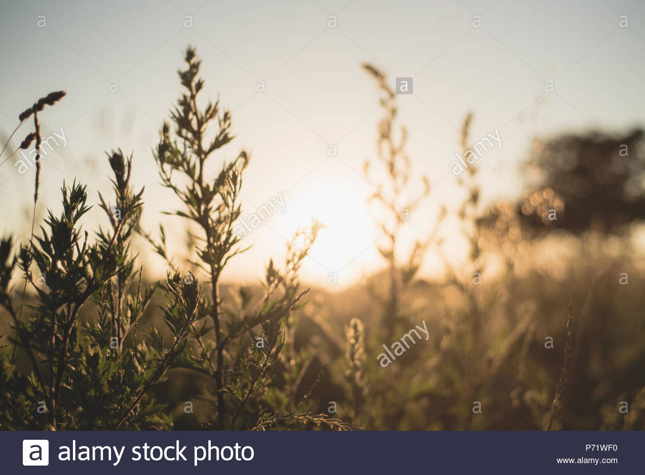 [42+] Sunlit Backgrounds | WallpaperSafari