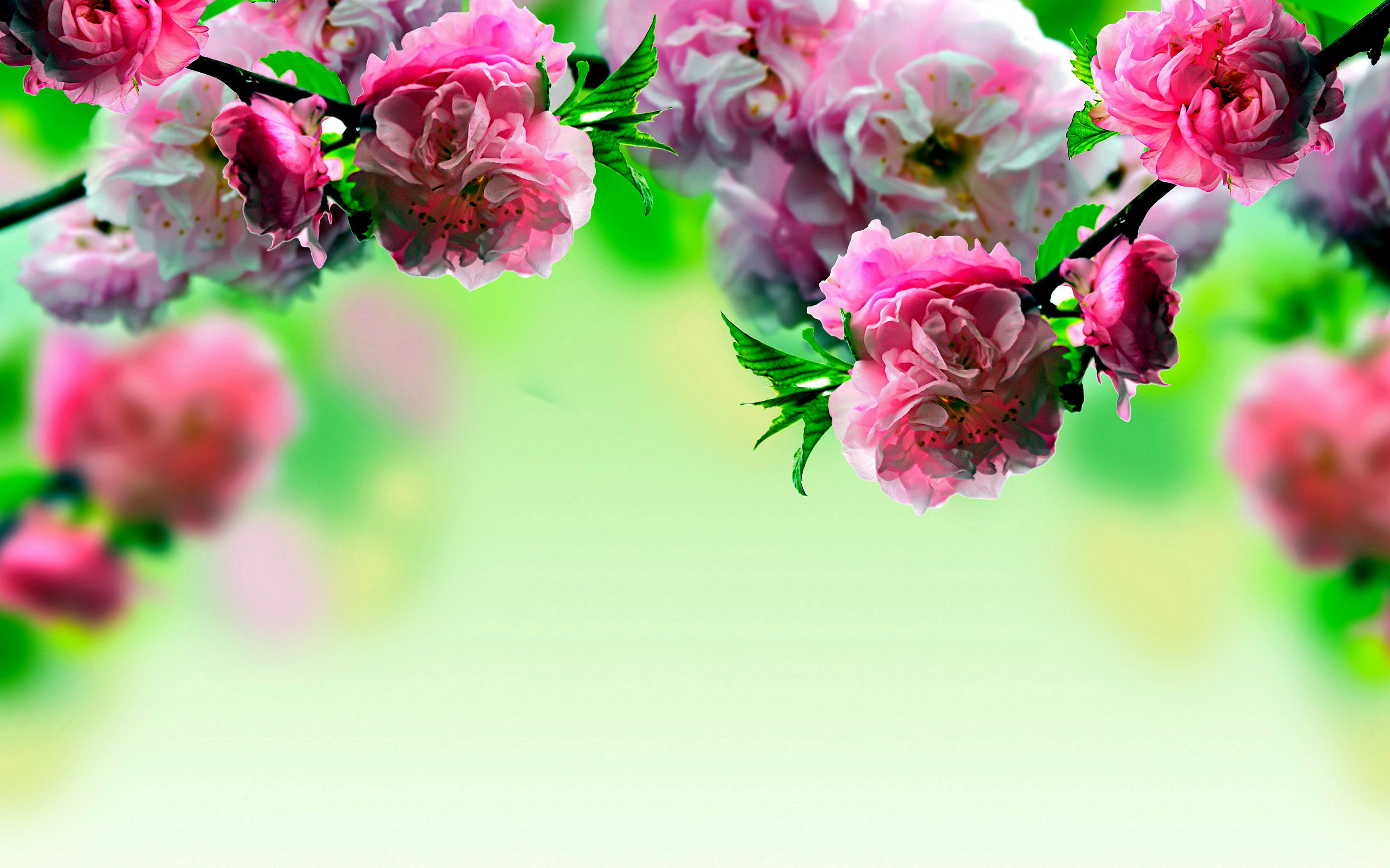Free download Spring Flower Desktop Backgrounds [3264x2547] for your ...