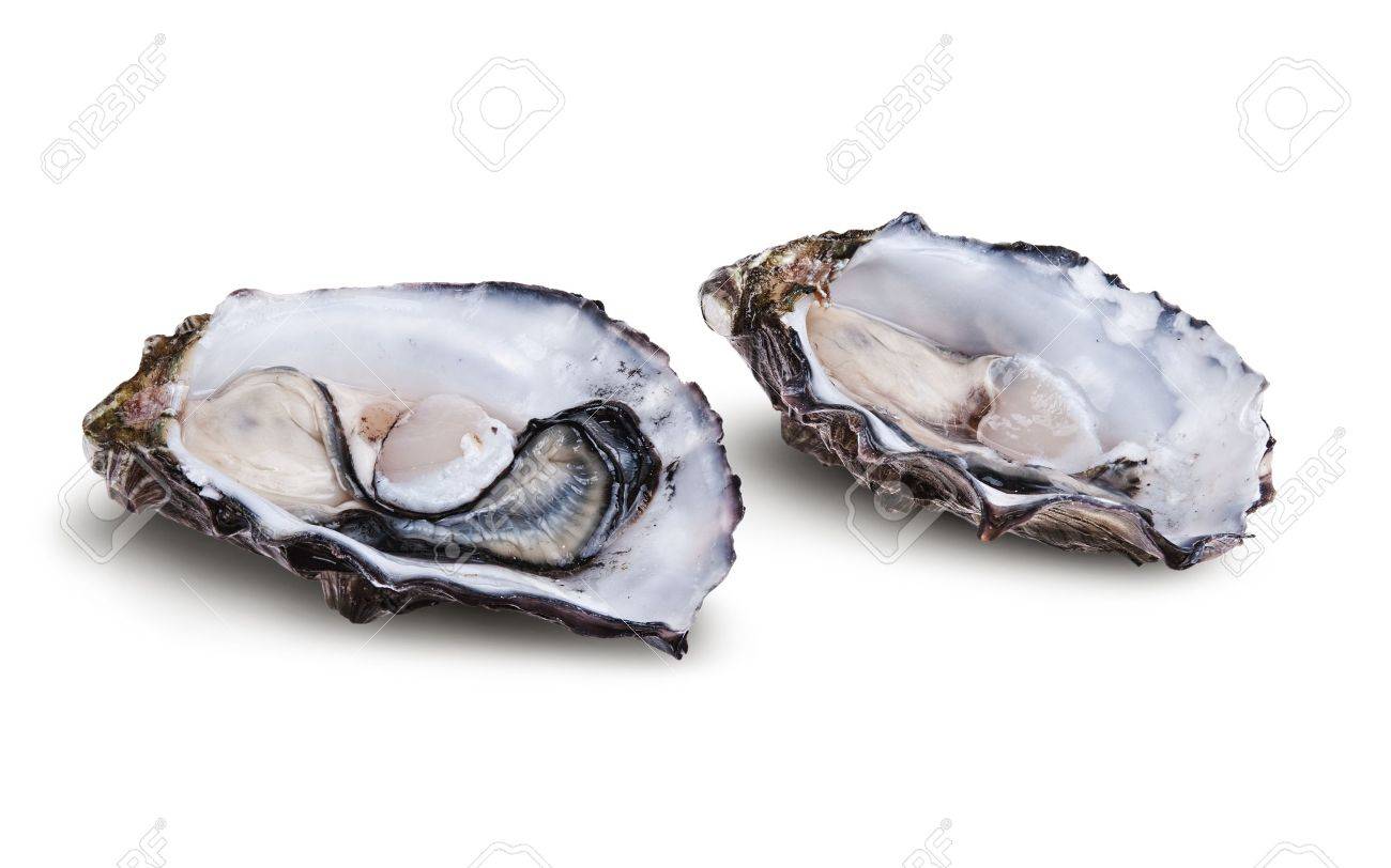 Free download Oyster Shells Background [1300x1035] for your Desktop ...