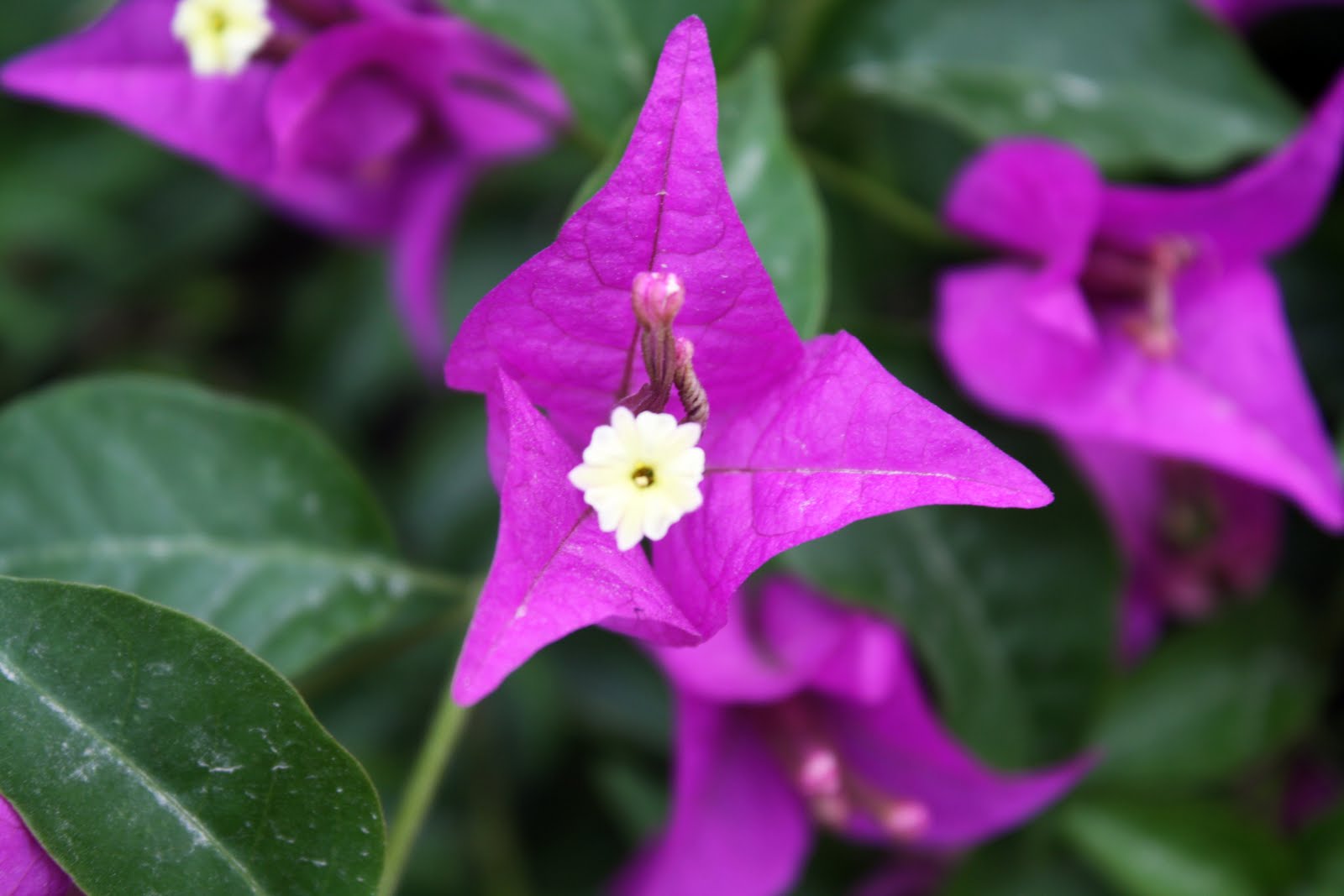 Free Download Tropical Flowers 1600x1067 For Your Desktop Mobile Free Download Tropical Flowers 1600x1067 For Your Desktop Mobile