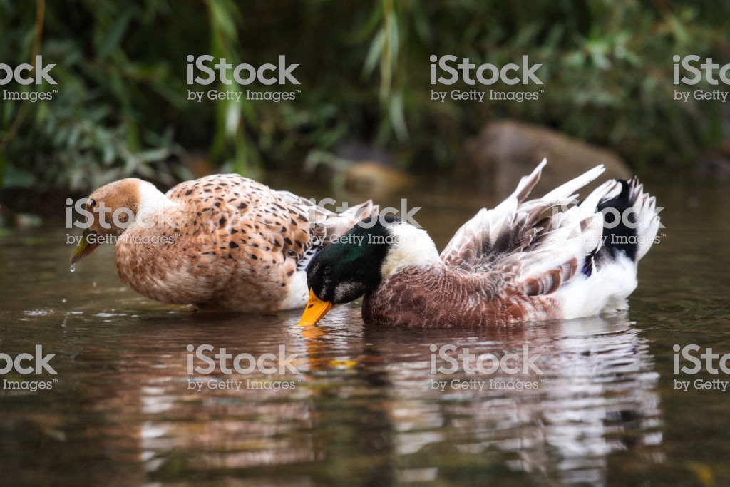 Free download Mallard Swimming In A Pond Nature Background With A Bird ...
