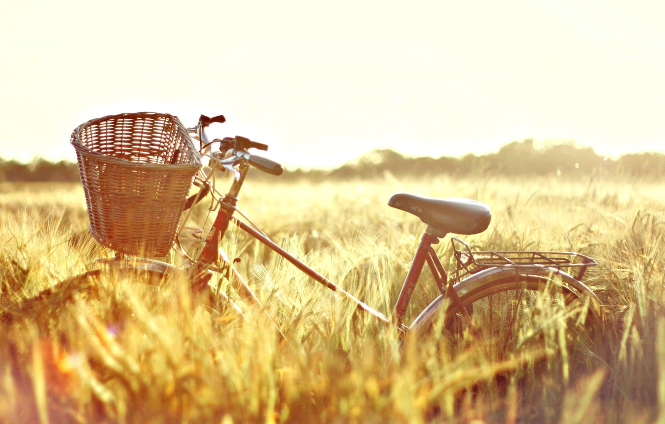 🔥 Free Download Wallpaper Wheat Field The Sun Nature Bike Background by ...