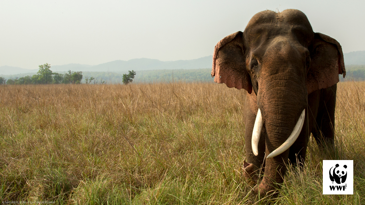 🔥 Free Download Elephant In The Zoom Wallpaper Wwf Australia by @cmoss ...
