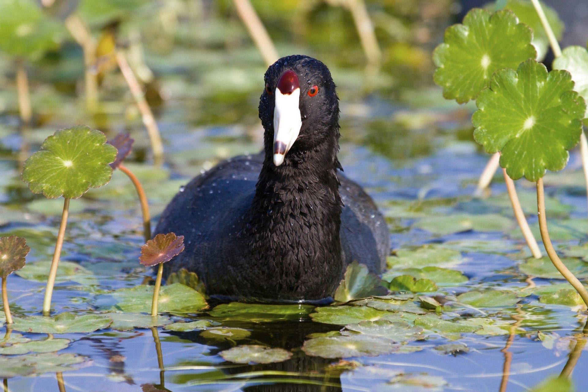 🔥 Free Download American Coot Hd Wallpaper And Background by @marylee ...