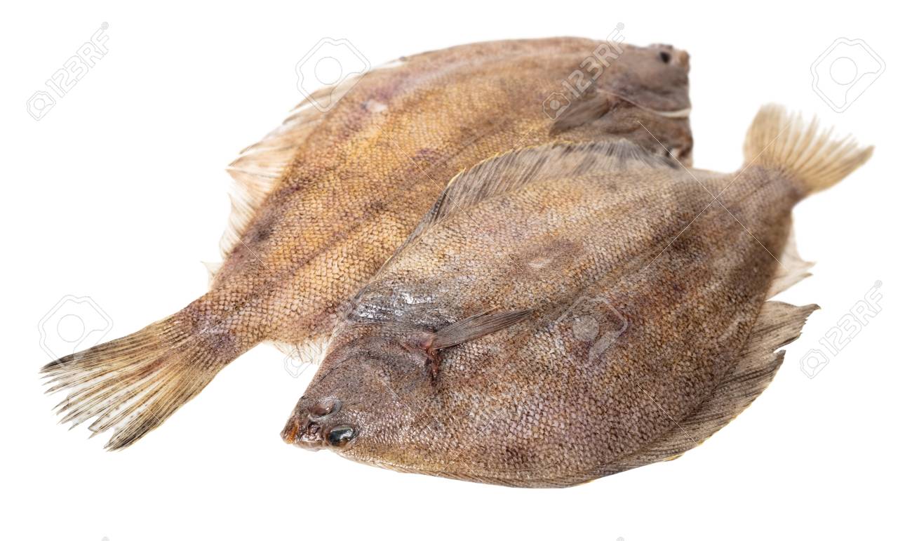 [40+] Flounder Backgrounds on WallpaperSafari