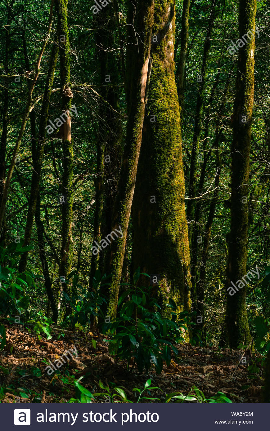 [34+] Grove Background on WallpaperSafari