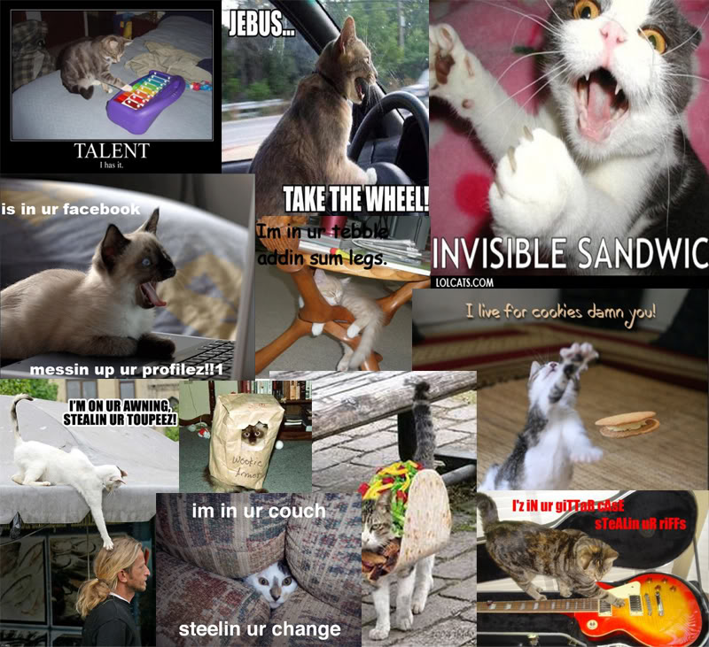 🔥 Free Download Lolcats Wallpaper Photo Jpg by @jschroeder ...