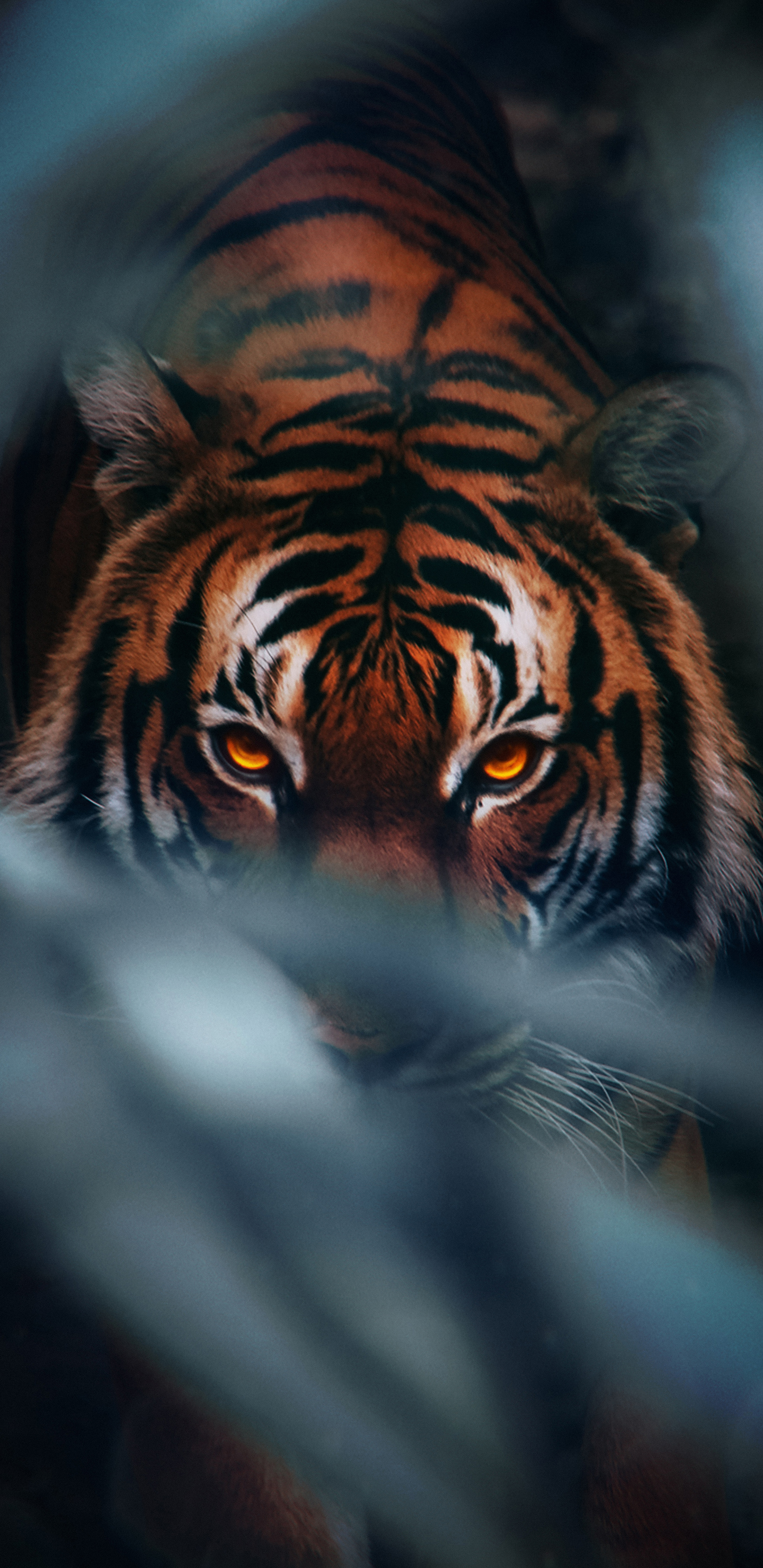 🔥 Free Download Tiger Face 4k Samsung Galaxy Note s9 s8 Qhd Hd ...