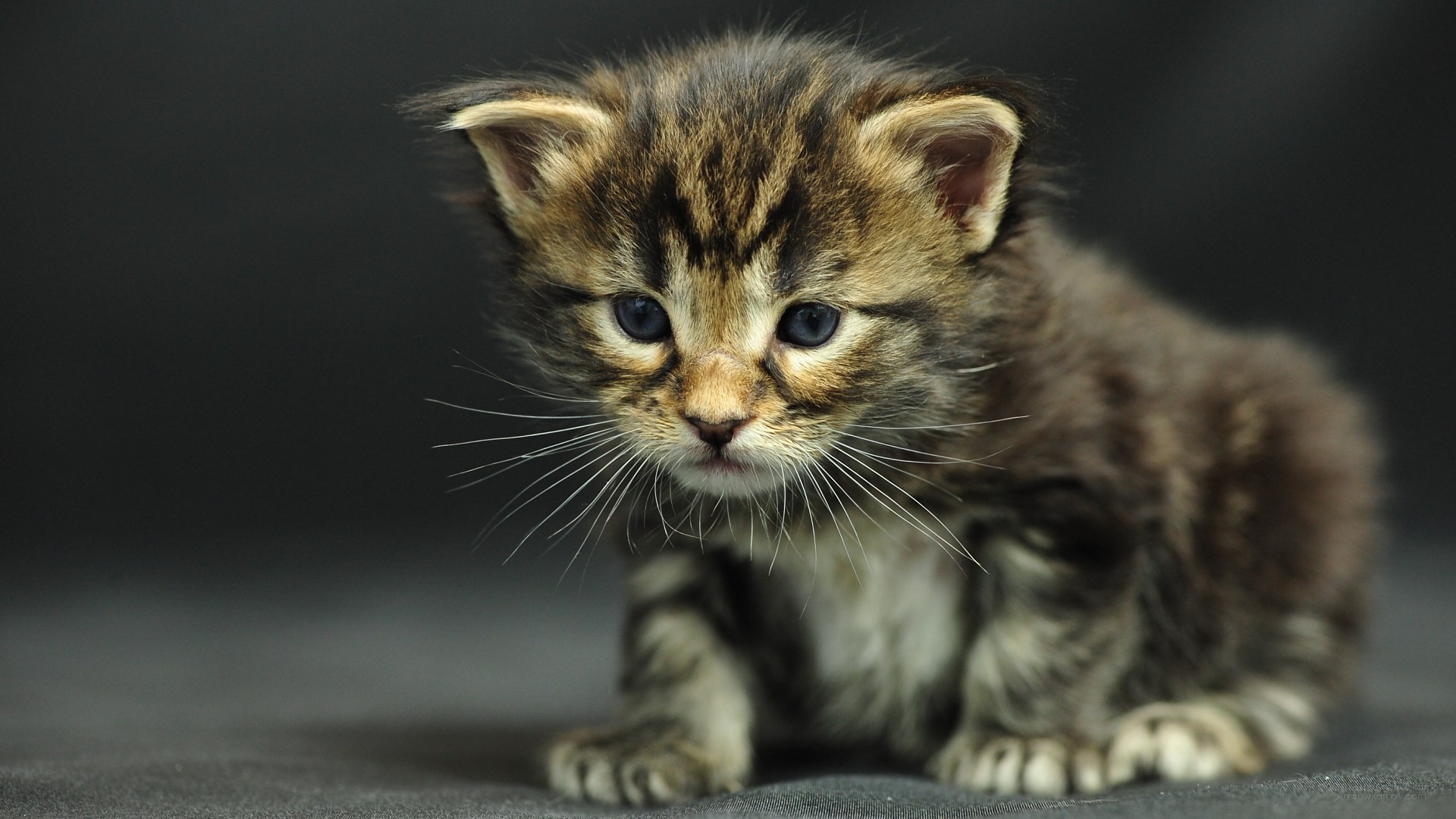 🔥 [50+] Lolcat Wallpapers | WallpaperSafari