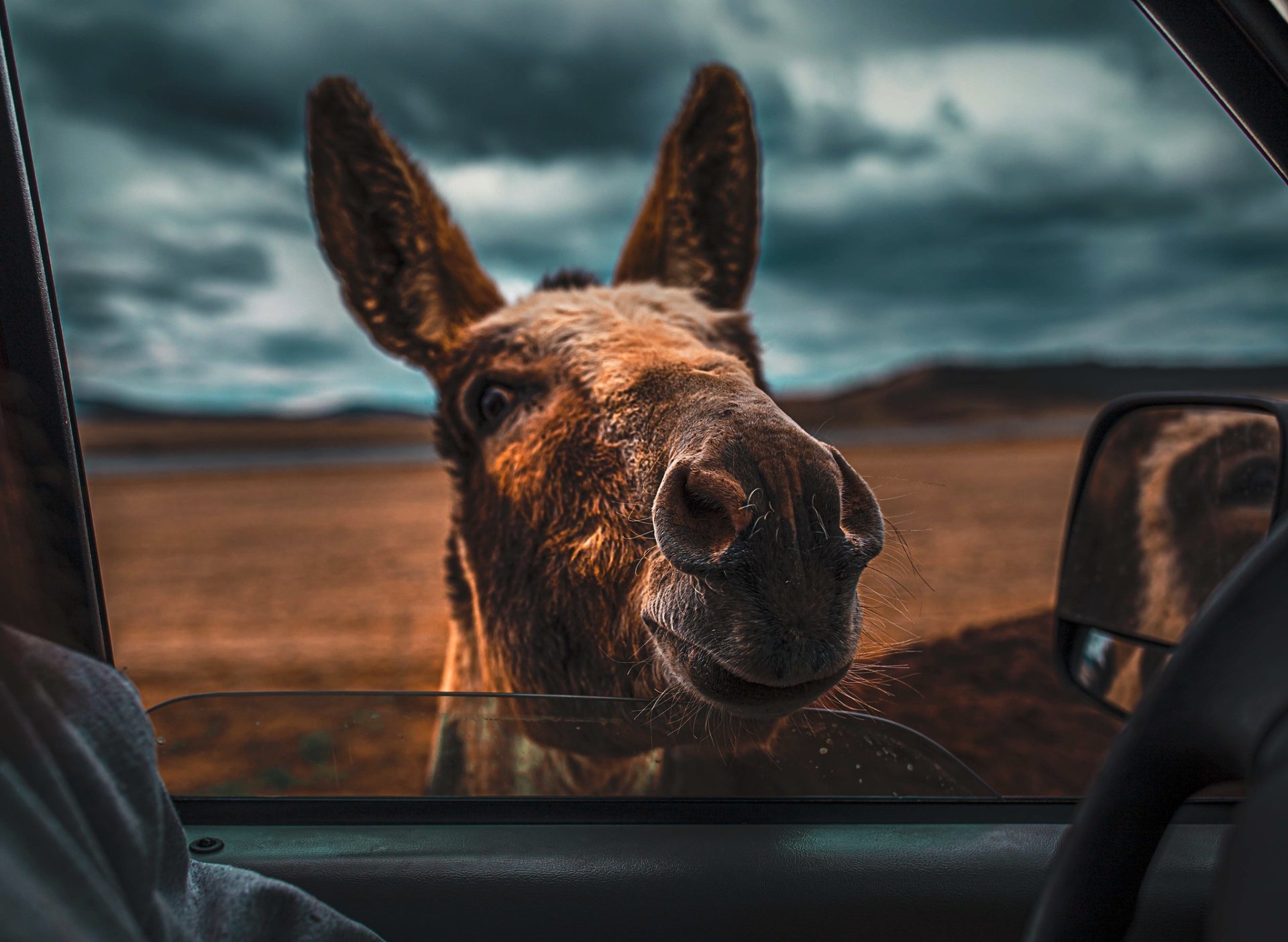 🔥 Free Download Animal Donkey Hd Wallpaper by @wflores83 | WallpaperSafari