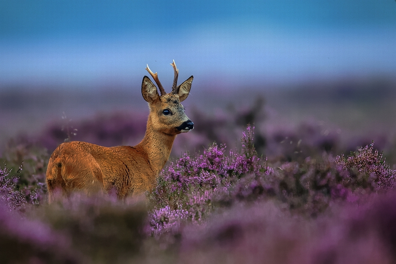 Free Download Deer Wallpaper Background 3129 1280x853 For Your