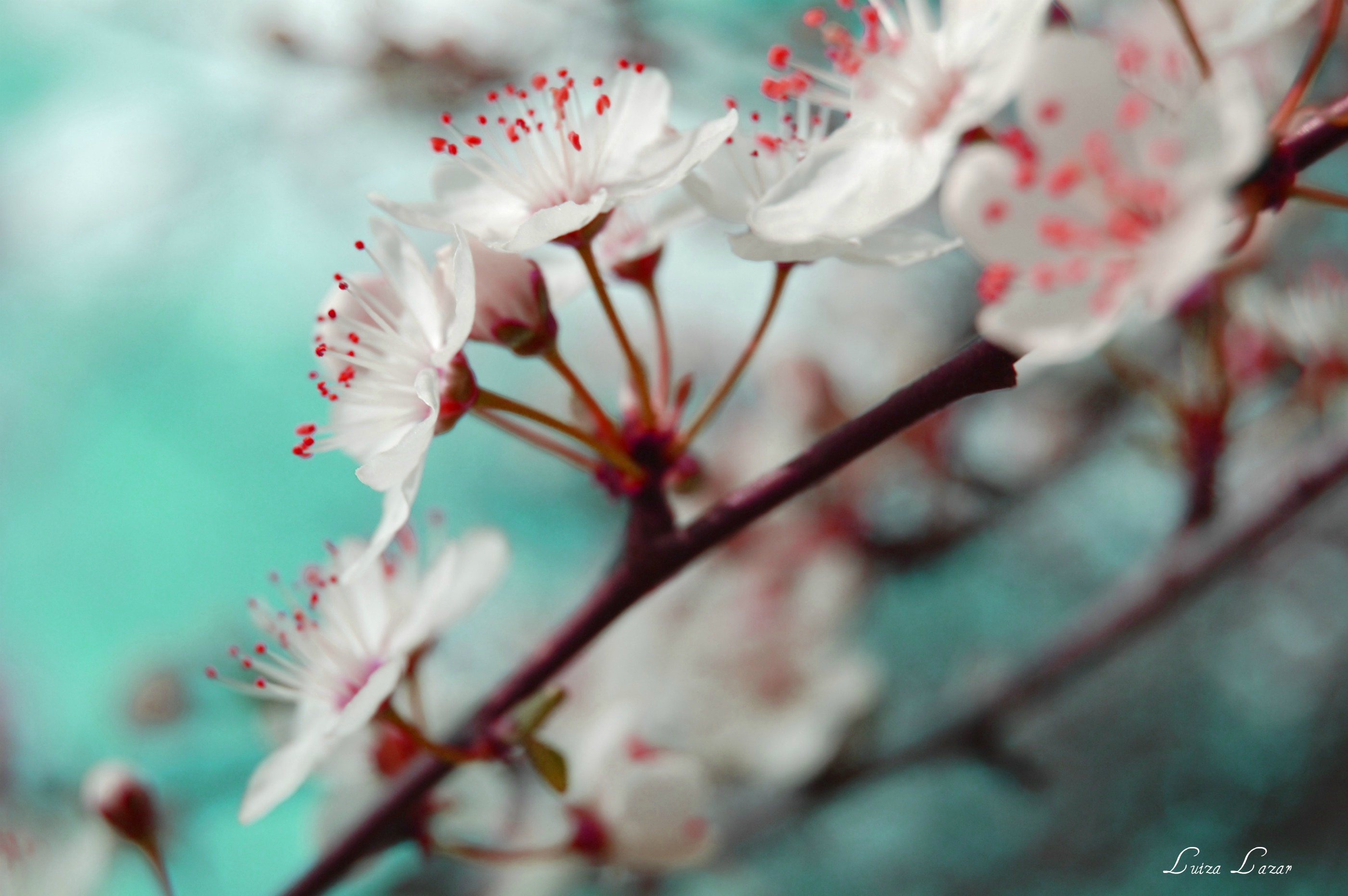 🔥 Free Download Spring Wallpaper Love By by @hchavez98 | WallpaperSafari