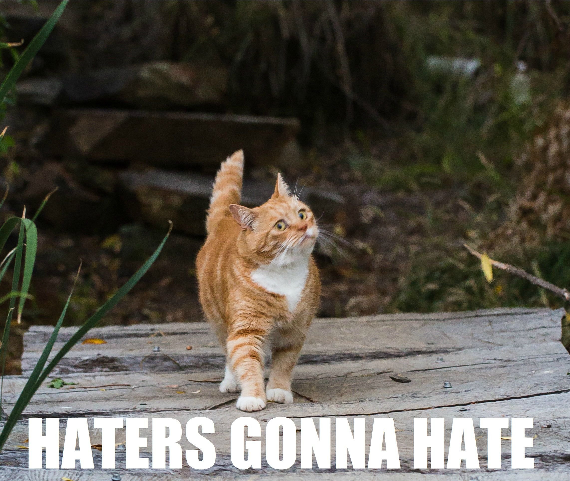 🔥 Free Download Funny Cat Meme Wallpaper Hd Picture Image by ...