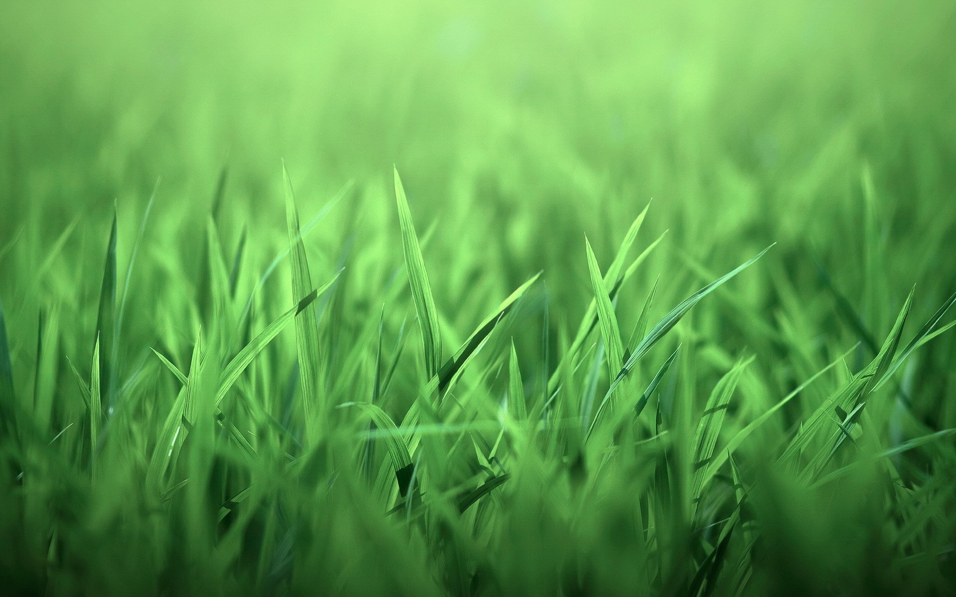 🔥 Free Download Grass Hd Wallpaper Background Image Id by @sayers ...
