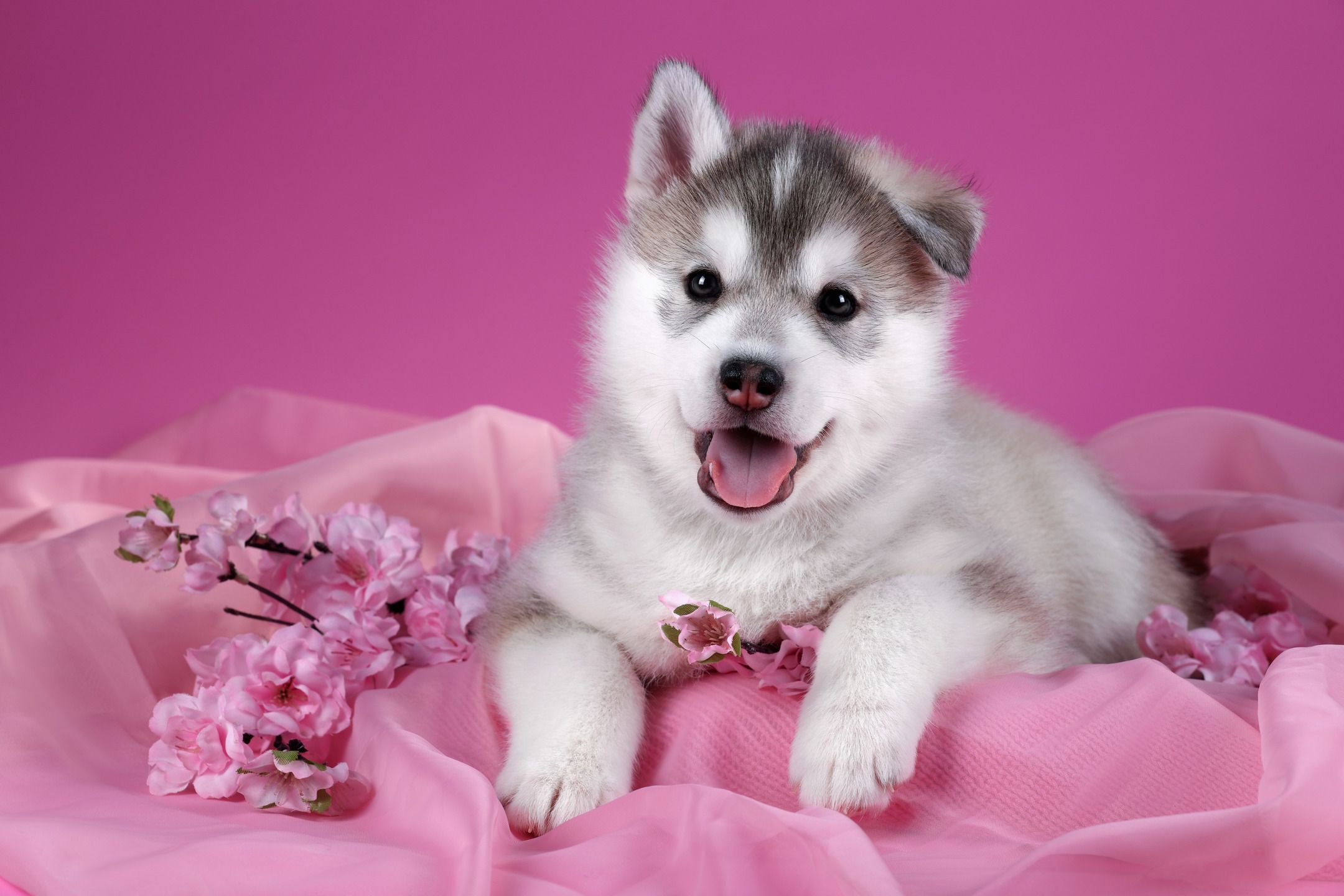 🔥 [70+] Pink Puppies Wallpapers | WallpaperSafari