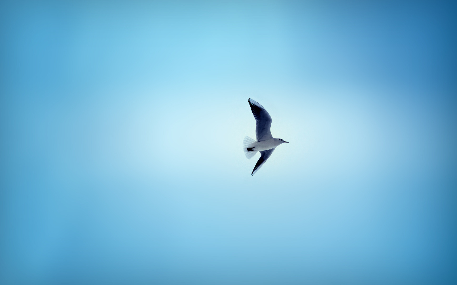🔥 Free download Seagull in the sky wallpapers and images wallpapers ...