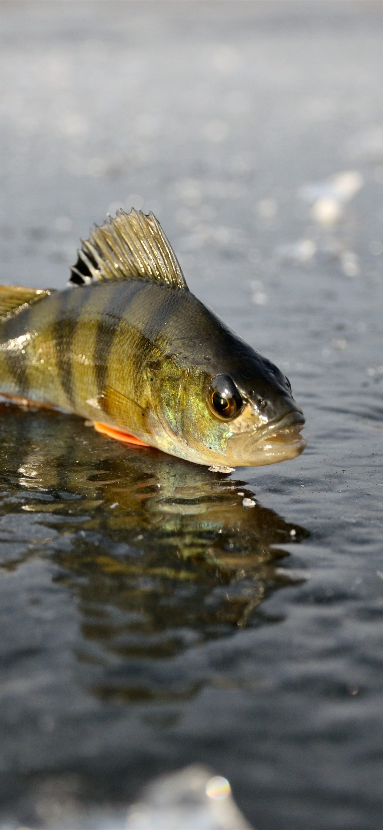 🔥 Free Download Fishing Iphone Wallpaper by @chicks81 | WallpaperSafari