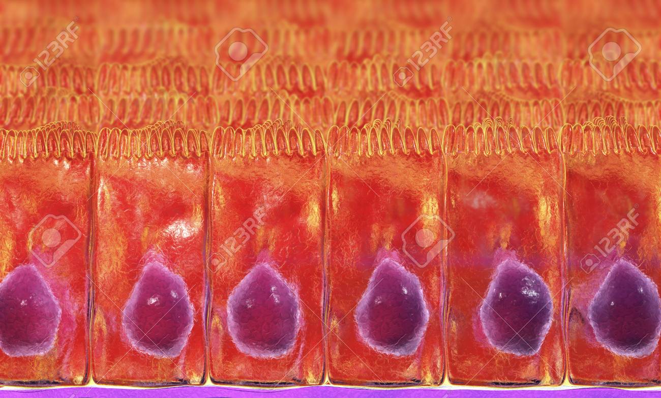 [26+] Histology Backgrounds | WallpaperSafari