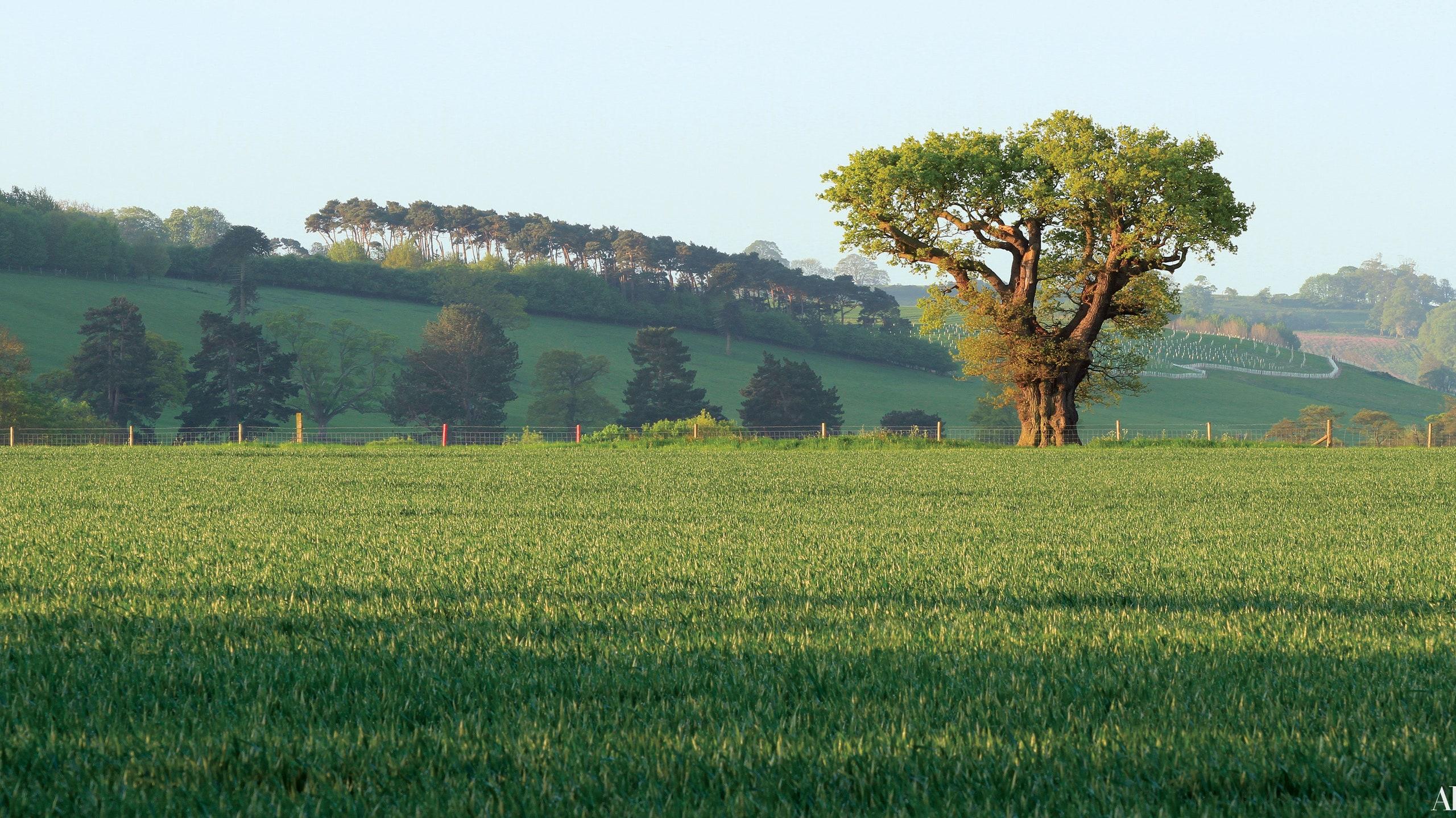 🔥 [40+] Brown Landscape Wallpapers | WallpaperSafari