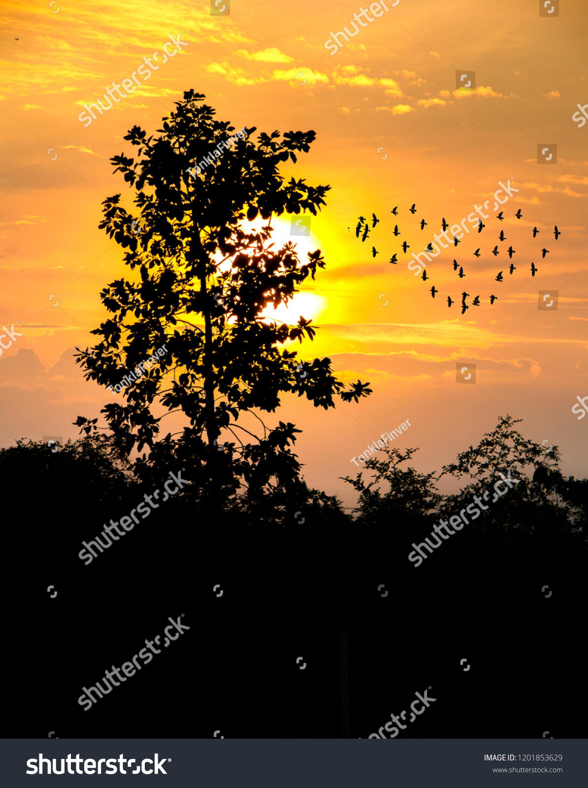 🔥 Free download Wallpaper the sky freedom the sun flight sunset birds ...