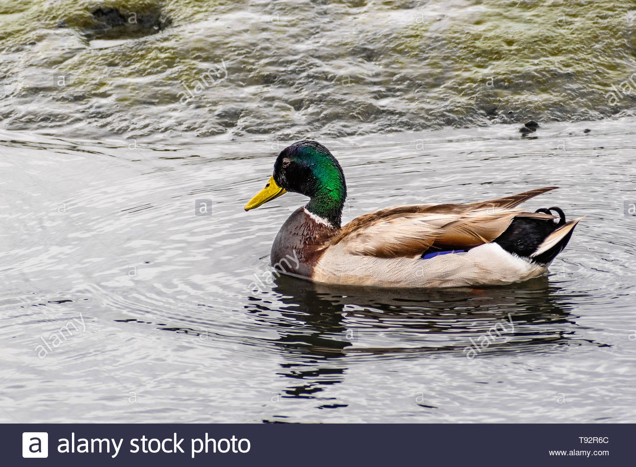 Free download Mallard Swimming In A Pond Nature Background With A Bird ...