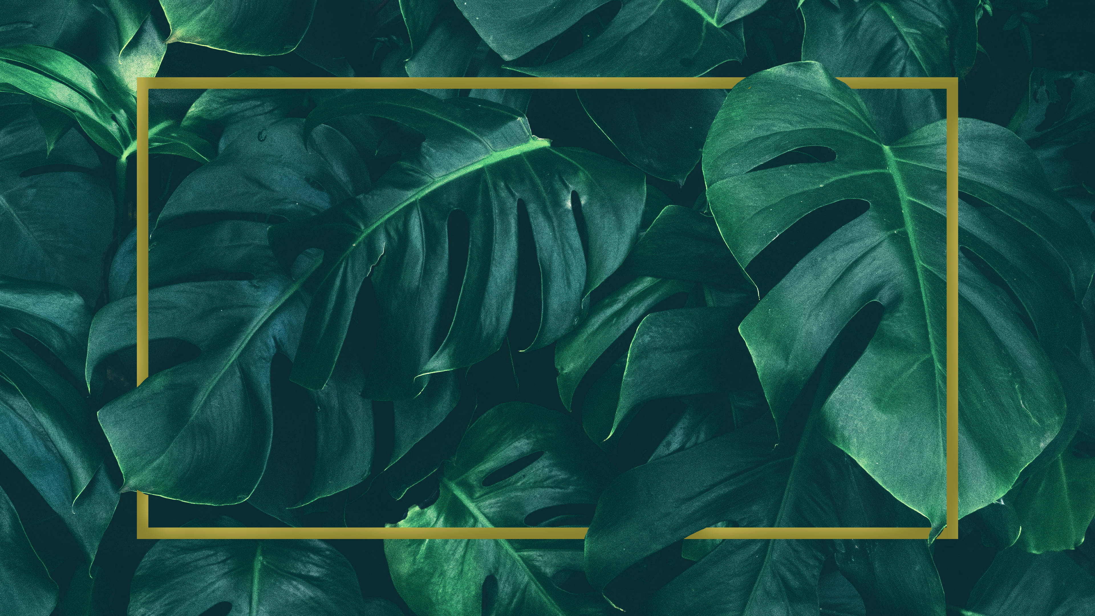 🔥 Free Download Minimalist Plant Desktop Wallpaper by @aanthony ...