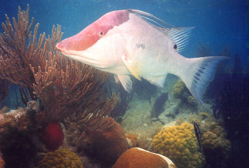 Free download Fish you see in Bermuda with Greg Hartley [864x584] for ...